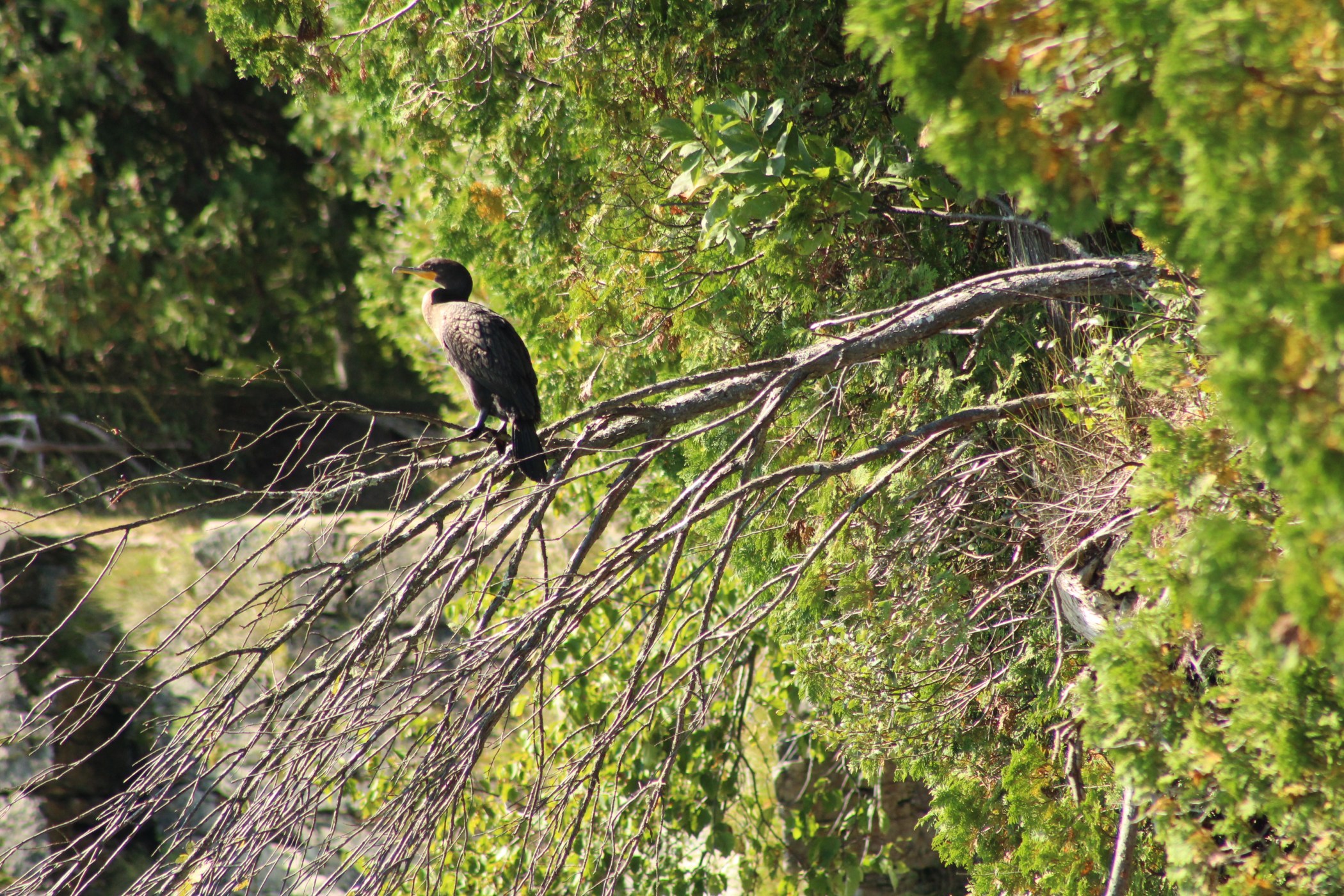 Boy Scout & Girl Scout Kayaking Merit Badge Requirements | Door County ...
